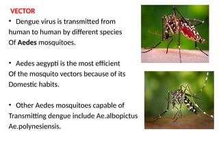 dengue fever , clinical features, diagnosis and treatment | PPTX