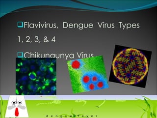 Dengue Fever Power Point | PPT