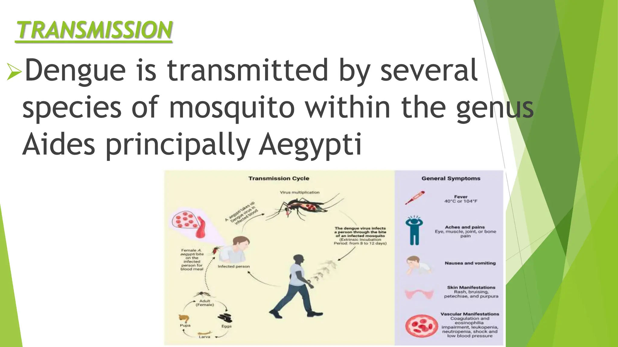 dengue ppt.pptx