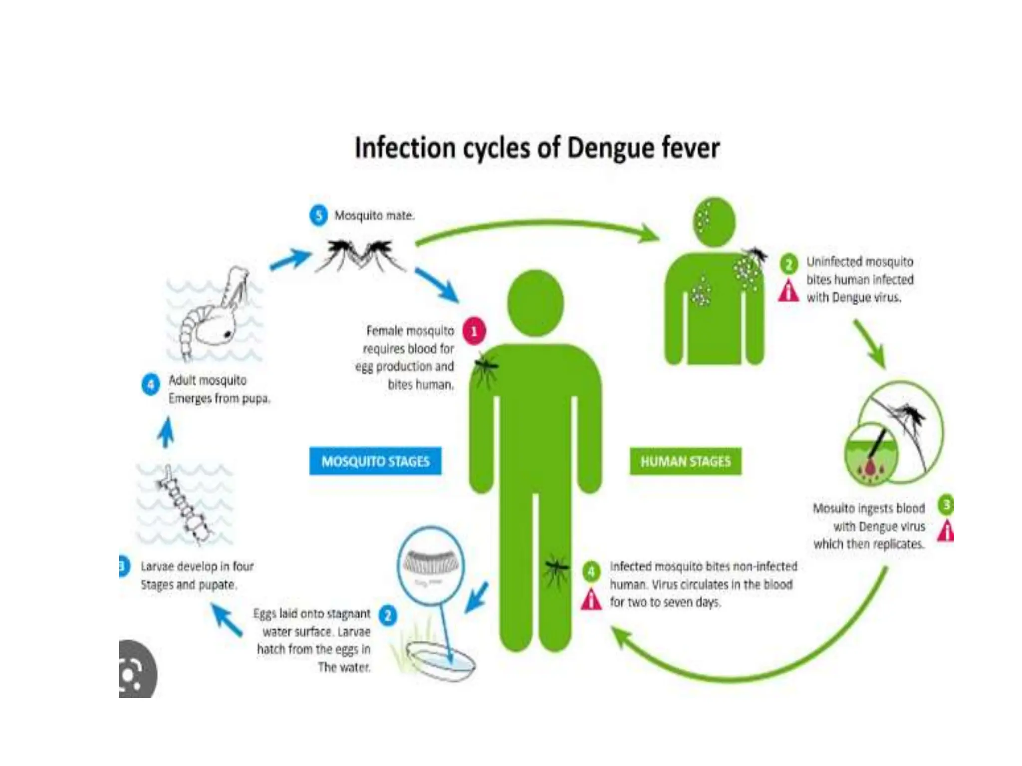DENGUE FEVER,EPIDEMOLOGY,PATHOGENESIS AND ITS MANAGEMENT | PPTX