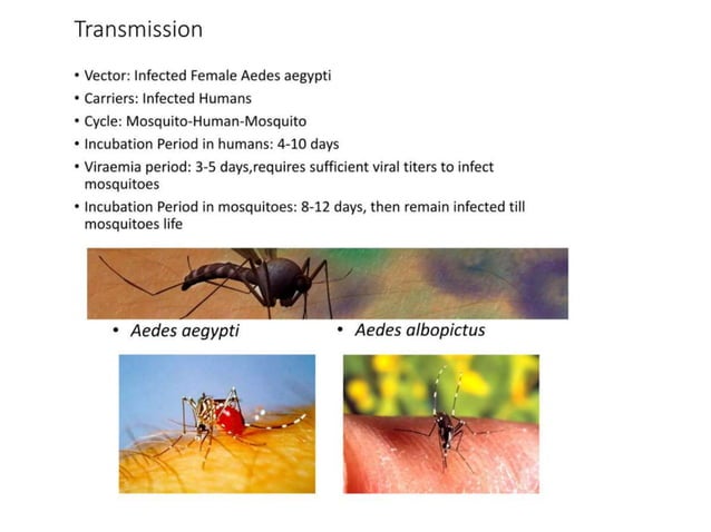 DENGUE FEVER,EPIDEMOLOGY,PATHOGENESIS AND ITS MANAGEMENT | PPTX ...