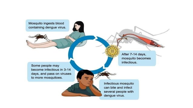 dengue ppt.pptx , it's etiology and pathology | PPT