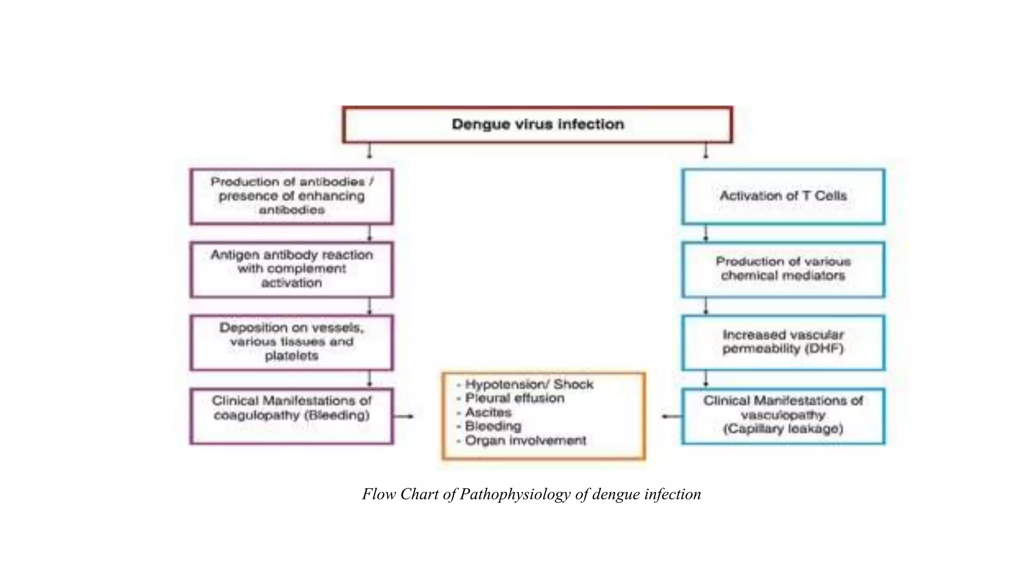 Dengue PPT by Dr Afia.pptx