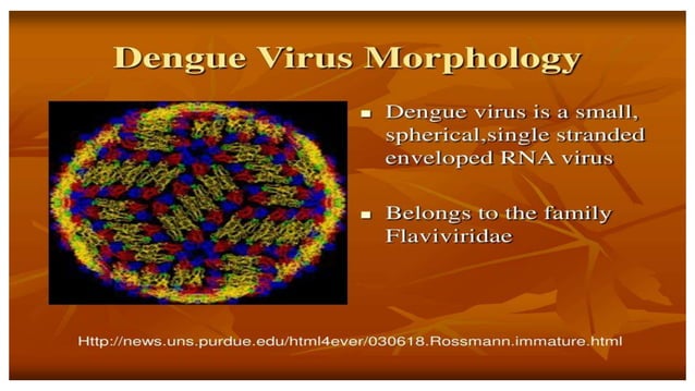 Dengue PPT by Dr Afia.pptx