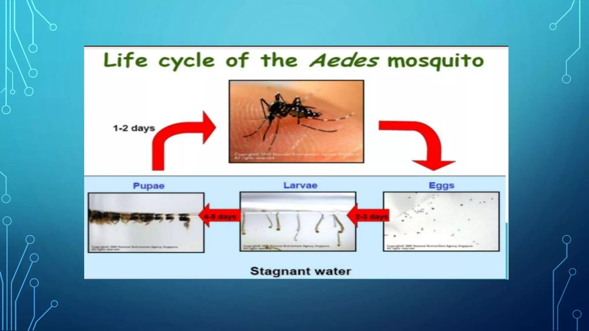 Dengue Causes and its Symptoms- School Project | PPTX