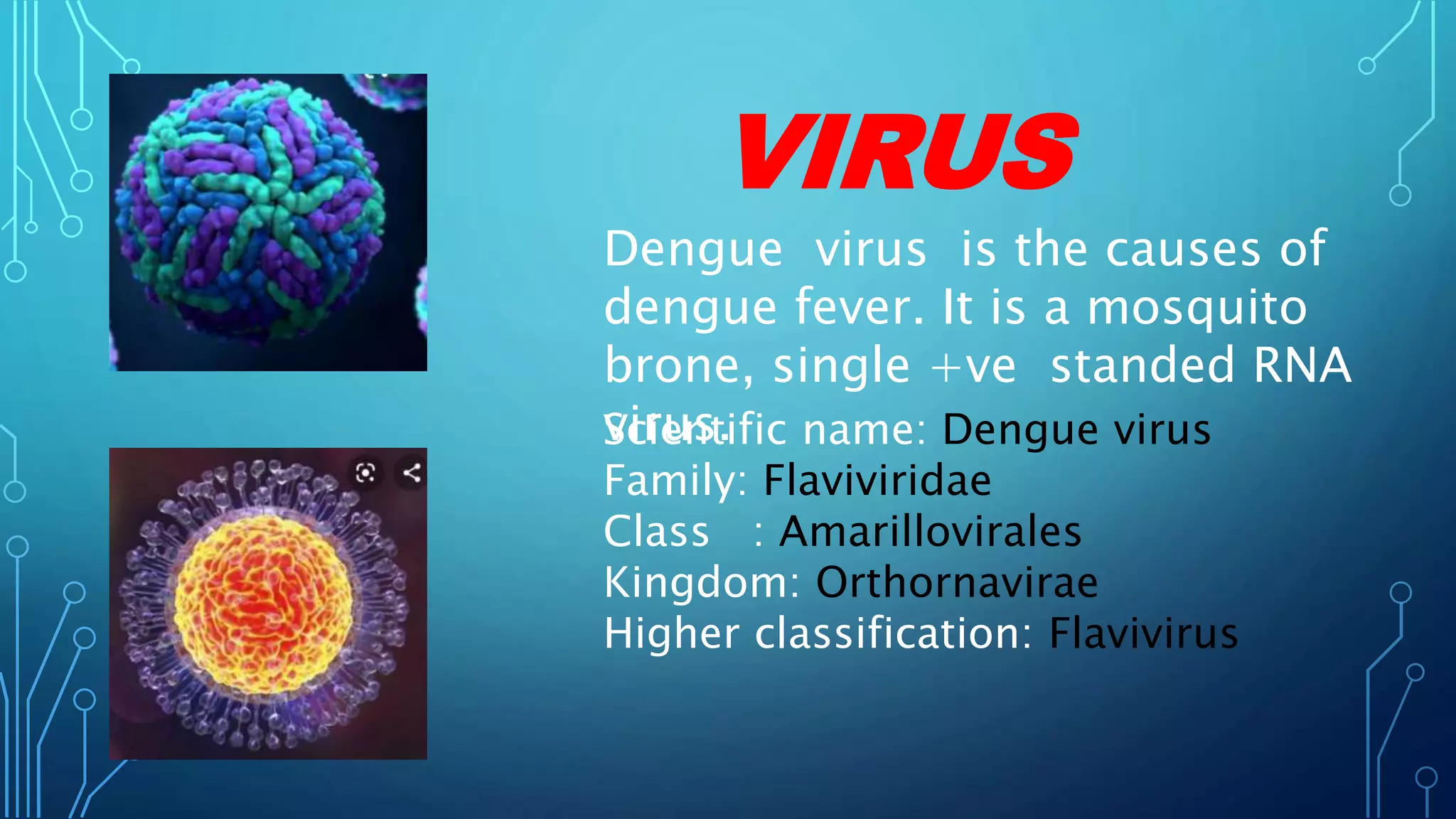 Dengue Causes and its Symptoms- School Project | PPTX