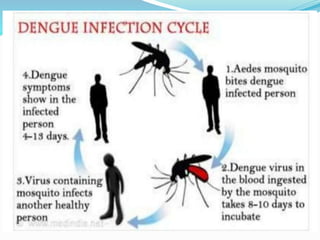 Dengue presentation.pptx