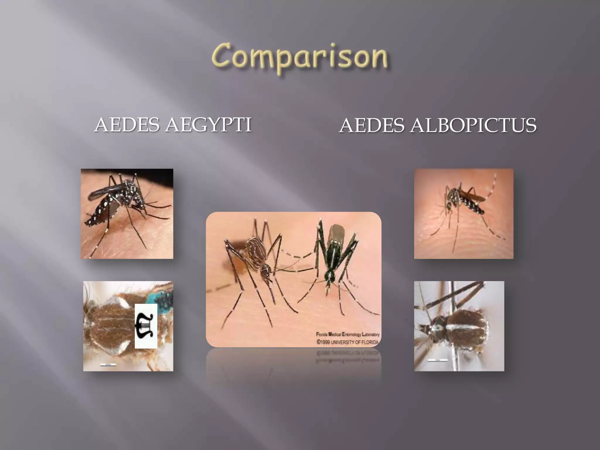 Dengue presentation final | PPTX