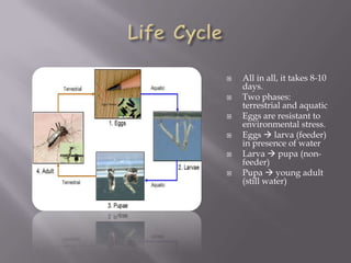Dengue presentation final | PPTX