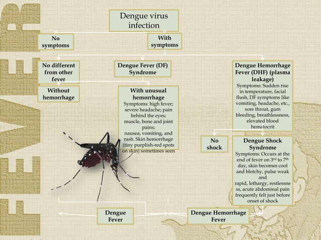Dengue presentation final | PPTX