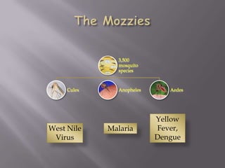 Dengue presentation final | PPTX