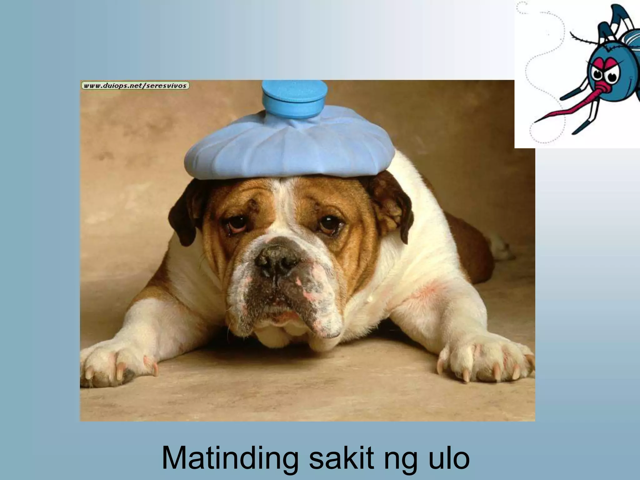 dengue_tagalog2.ppt