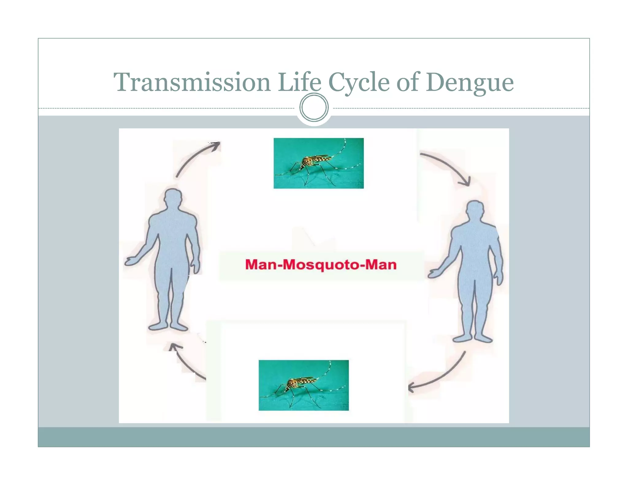 Dengue transmission cycle and Breeding places | PDF