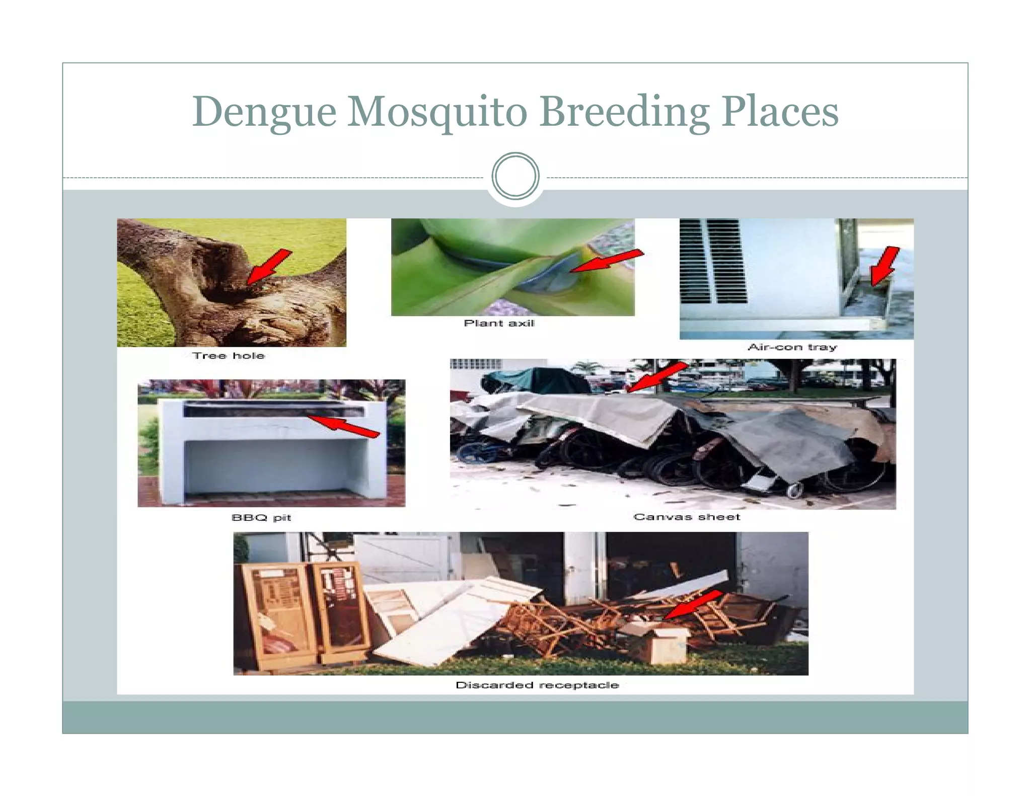Dengue transmission cycle and Breeding places | PDF