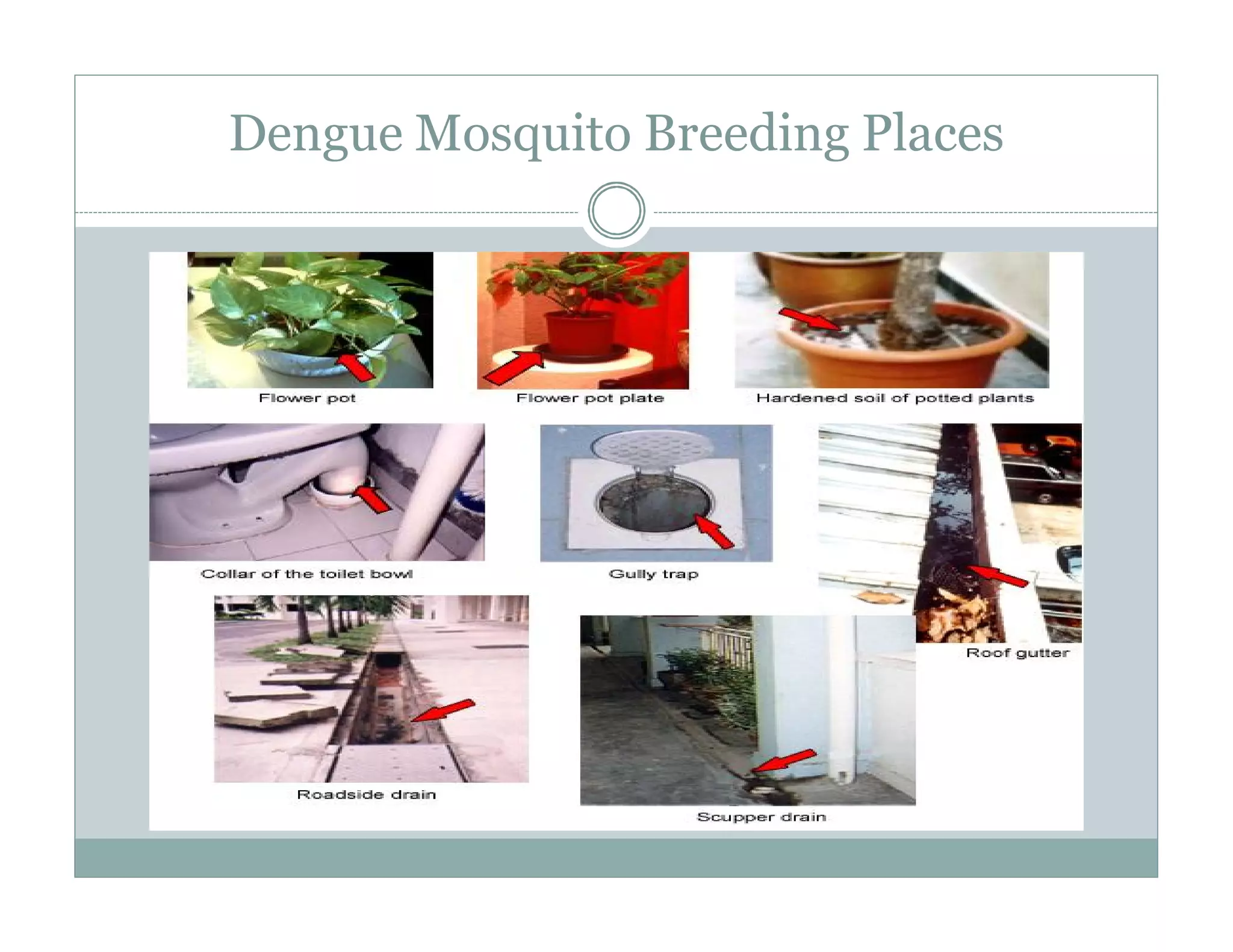 Dengue transmission cycle and Breeding places | PPT