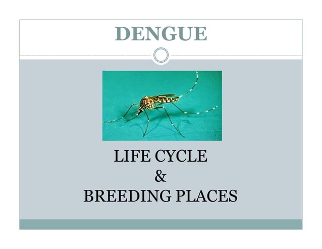 Dengue transmission cycle and Breeding places | PDF