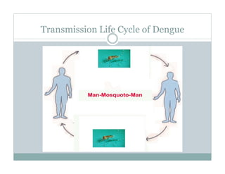 Dengue transmission cycle and Breeding places | PPT
