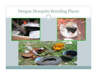 Dengue transmission cycle and Breeding places | PPT