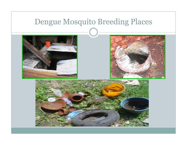 Dengue transmission cycle and Breeding places | PDF
