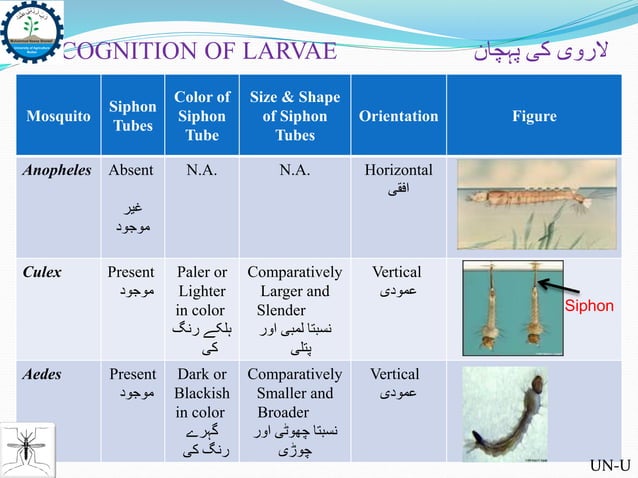 Dengue urdu unsar naeem ullah 16102019 | PDF