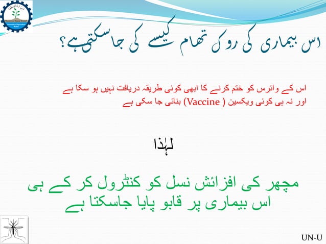 Dengue urdu unsar naeem ullah 16102019 | PDF
