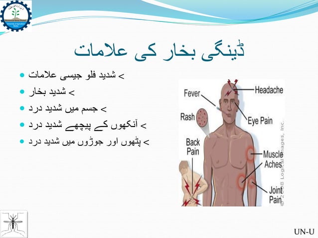 Dengue urdu unsar naeem ullah 16102019 | PDF