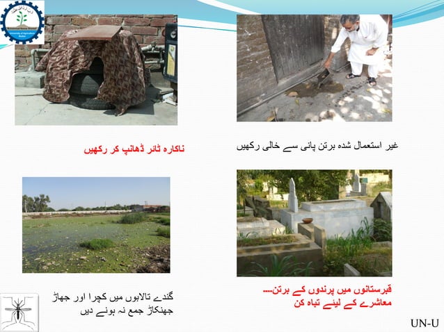 Dengue urdu unsar naeem ullah 16102019 | PDF
