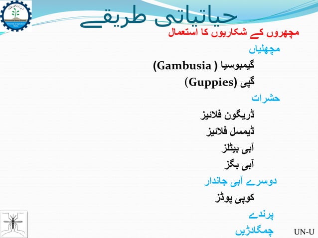 Dengue urdu unsar naeem ullah 16102019 | PDF