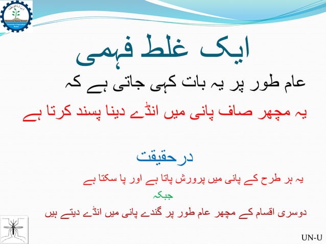 Dengue urdu unsar naeem ullah 16102019 | PDF
