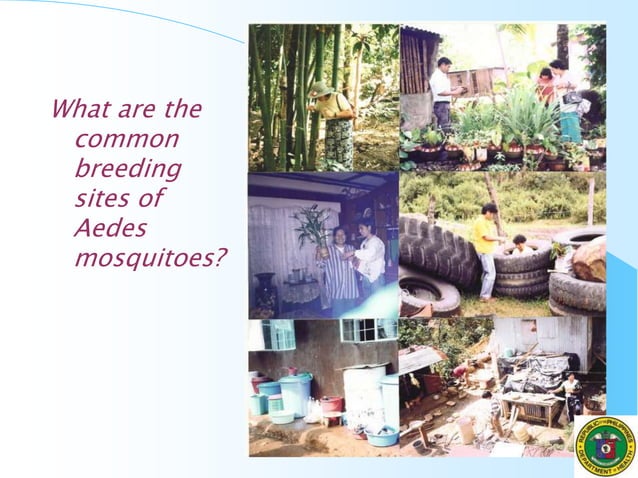 Dengue vector surveillance final | PPT Dengue vector surveillance final | PPT