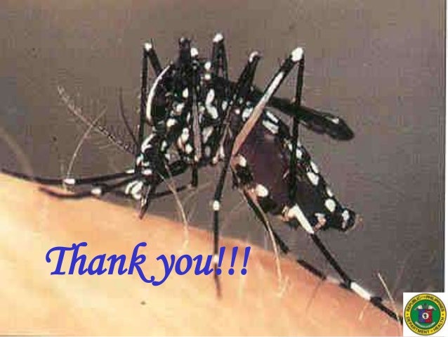 Dengue vector surveillance final Dengue vector surveillance final