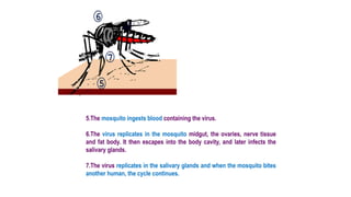DENGUE fever management investigation treatment | PPTX