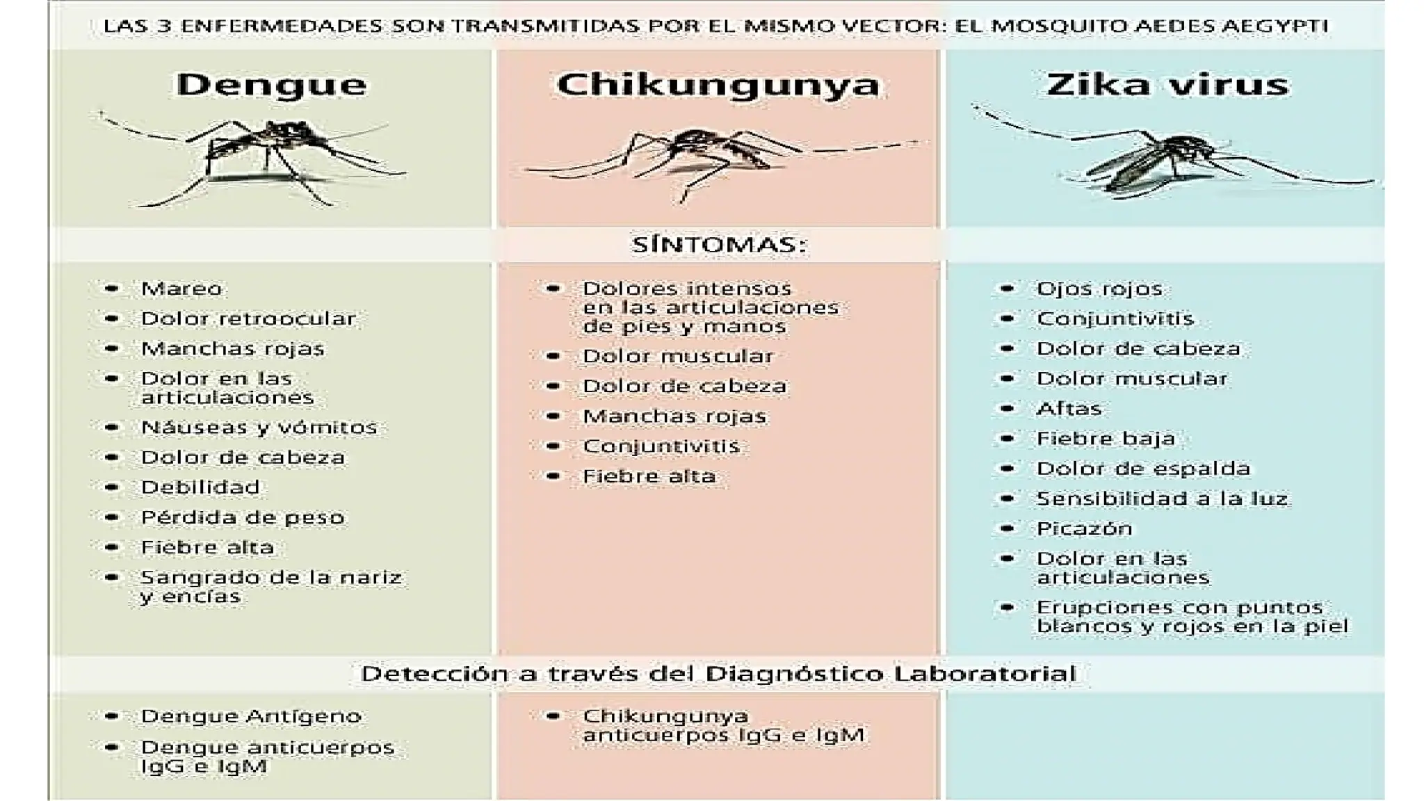 DENGUE viro.pptx bacteriologia y virología | PPTX | Infectious Diseases ...