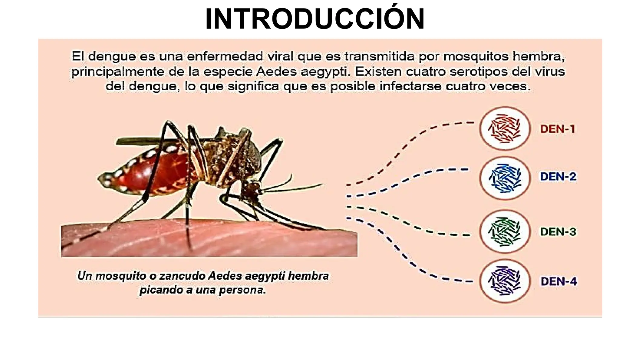 DENGUE viro.pptx bacteriologia y virología | PPTX | Infectious Diseases ...