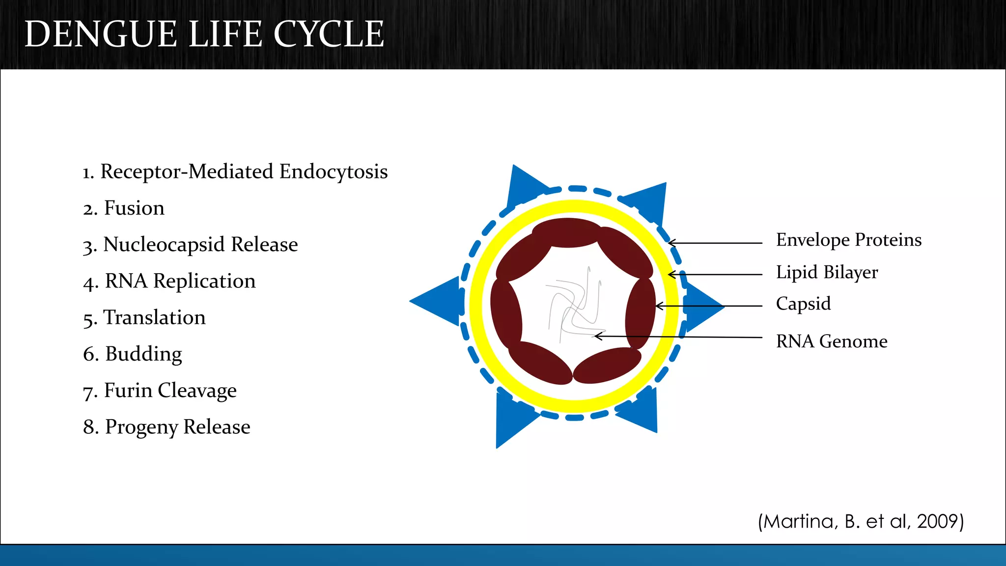 Dengue Virus Overview | PPTX