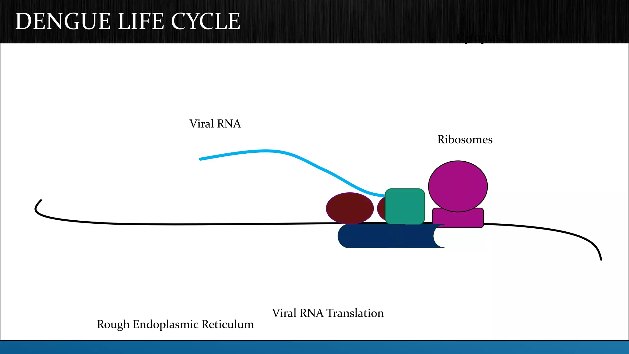 Dengue Virus Overview | PPTX