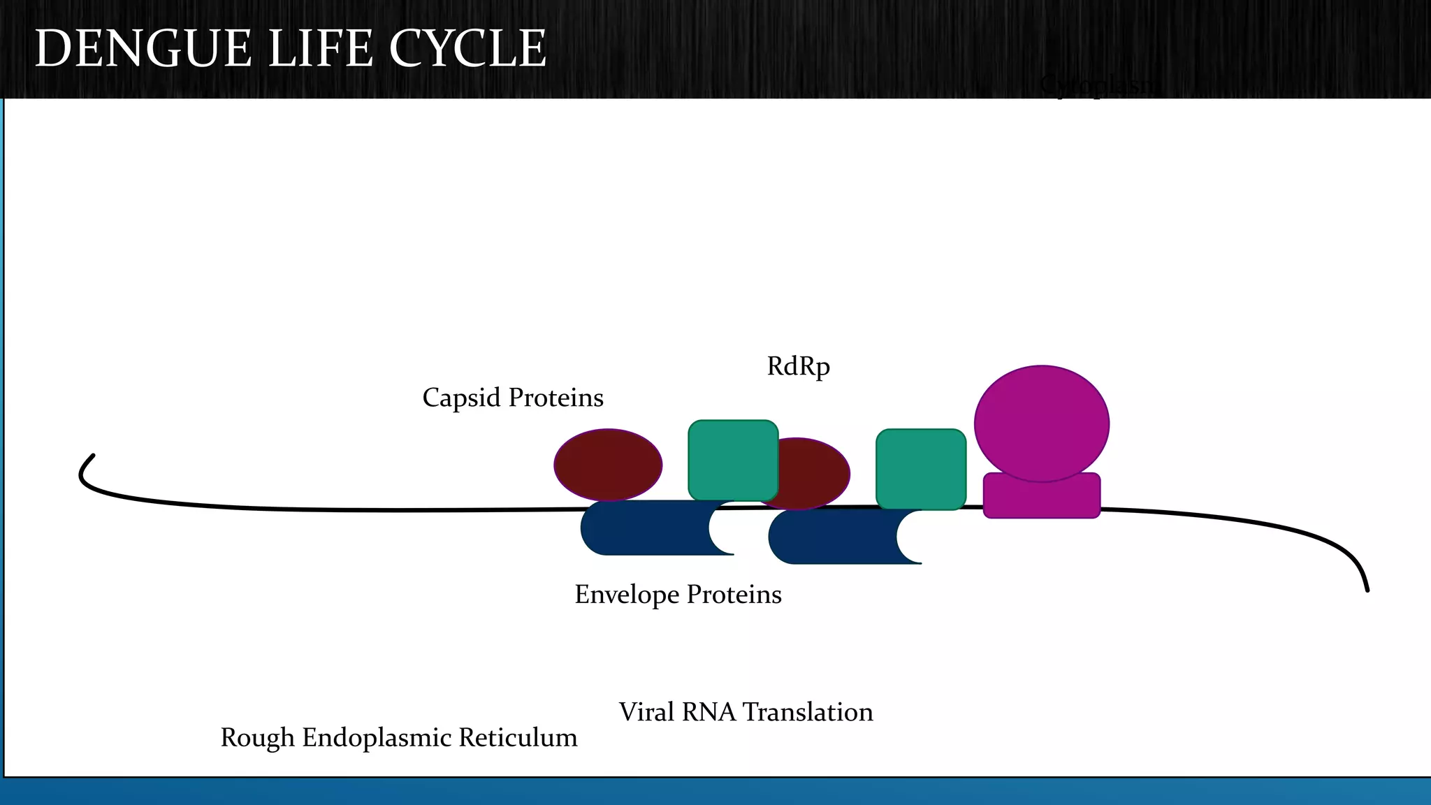 Dengue Virus Overview | PPTX
