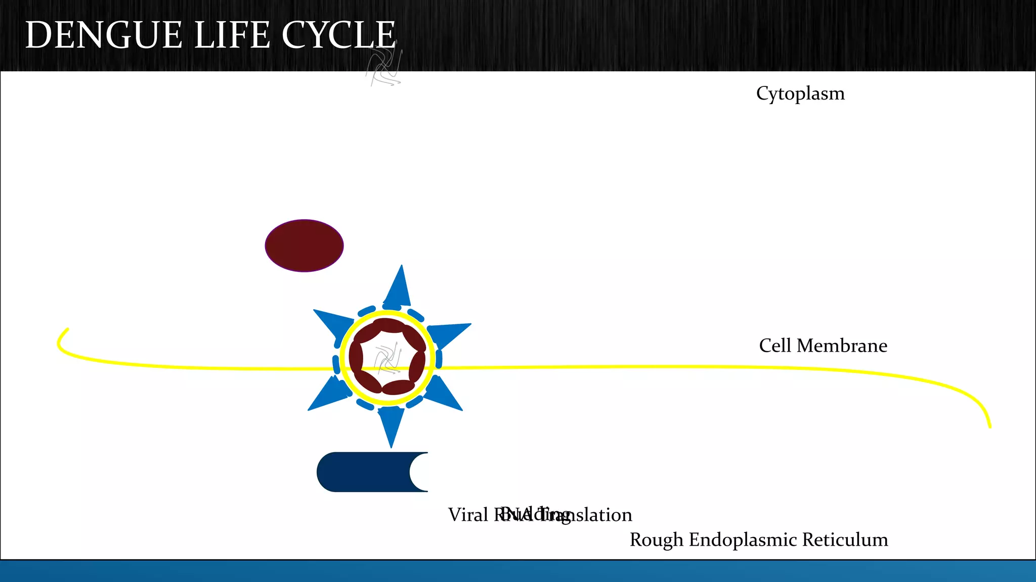 Dengue Virus Overview | PPTX
