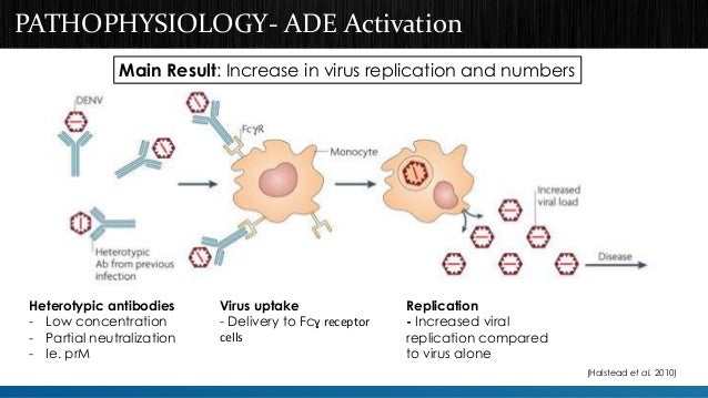 Dengue Virus Overview