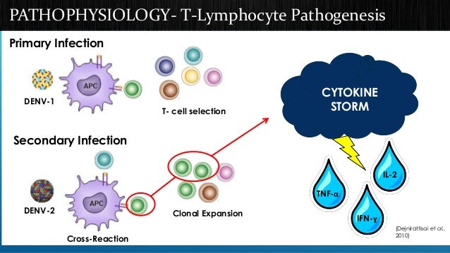 Dengue Virus Overview