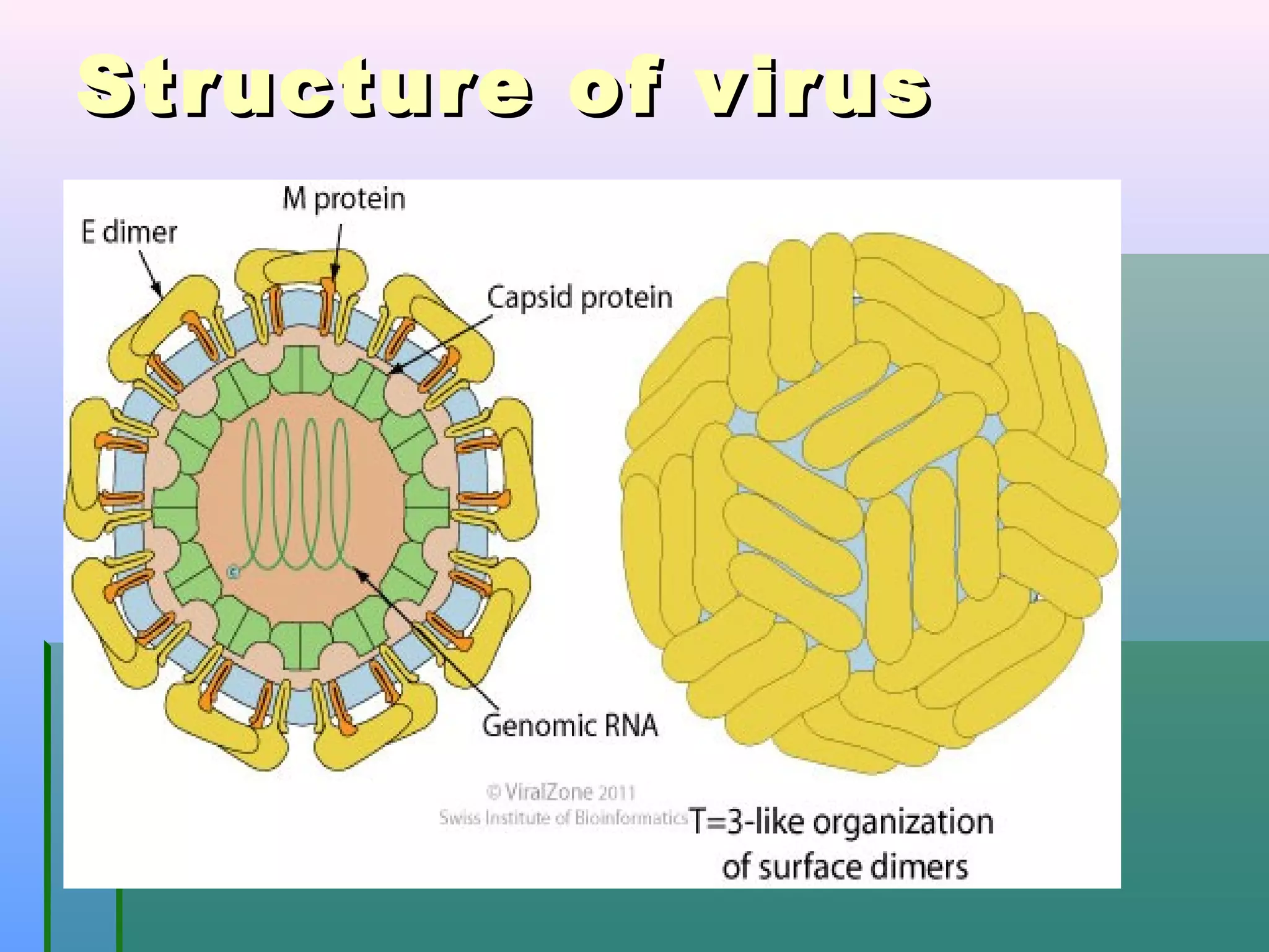 Dengue virus | PPT