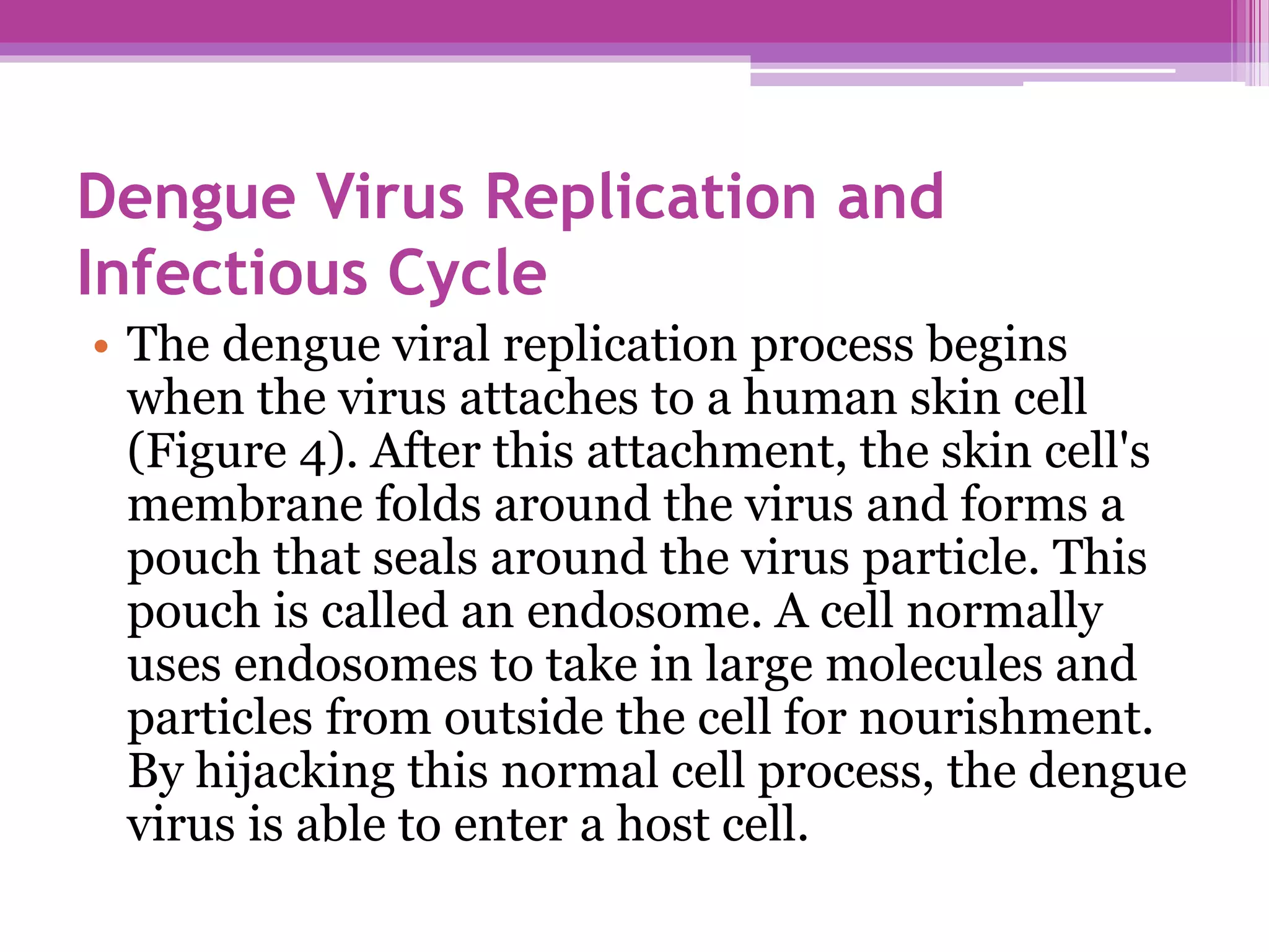 dengue virus.pptx