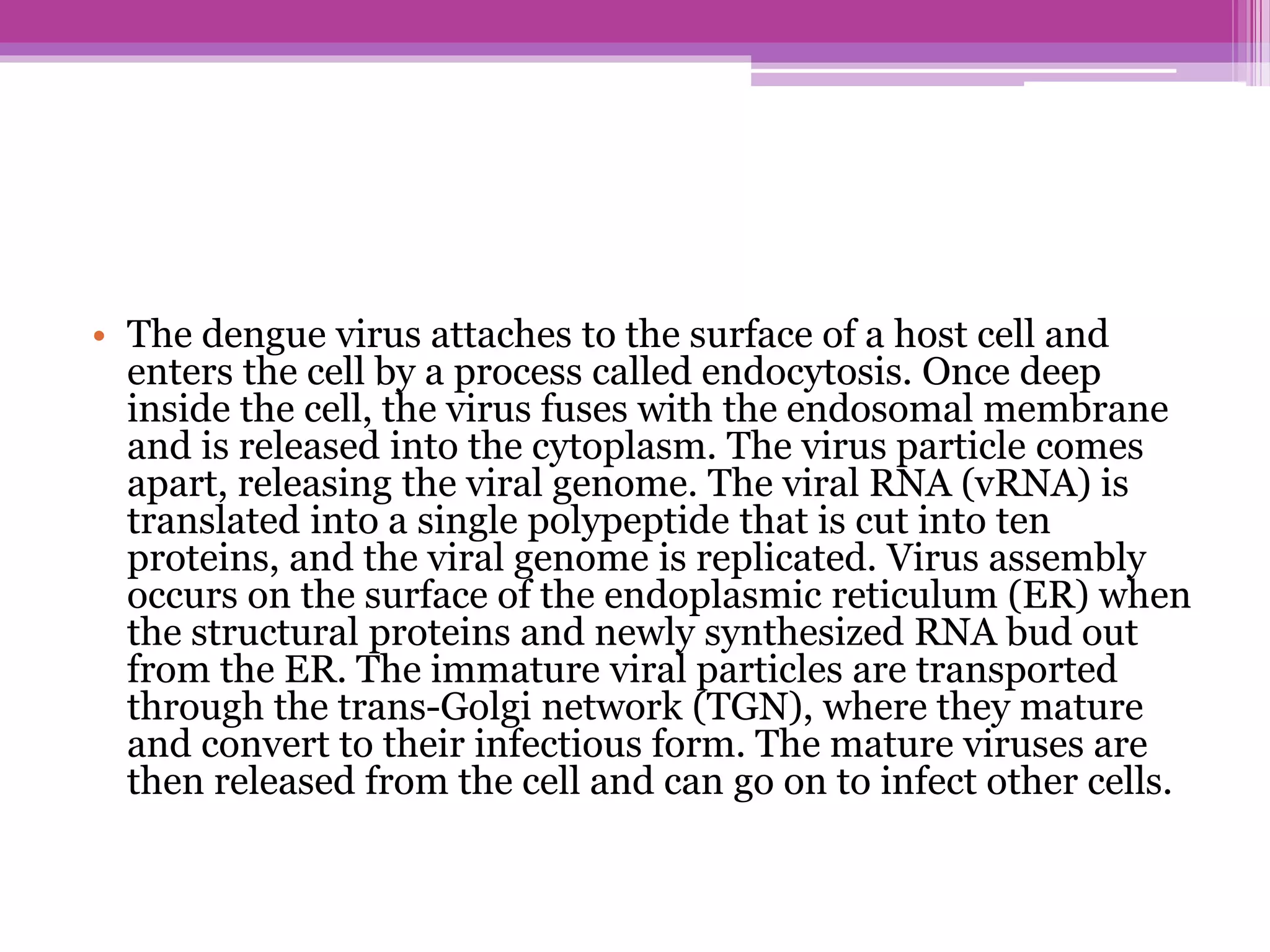 dengue virus.pptx