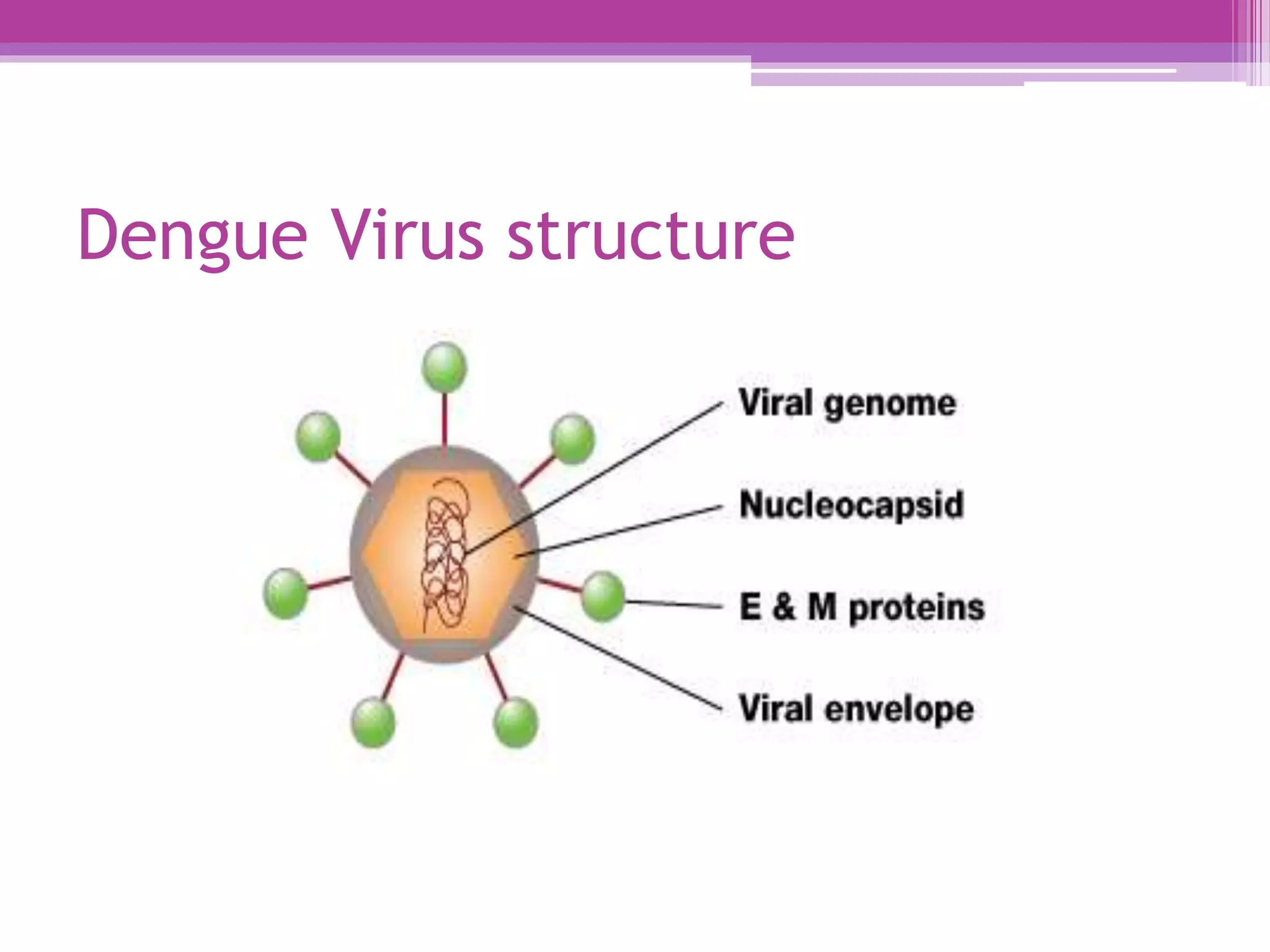 dengue virus.pptx | Genetics | Science