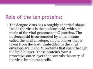 dengue virus.pptx | Genetics | Science
