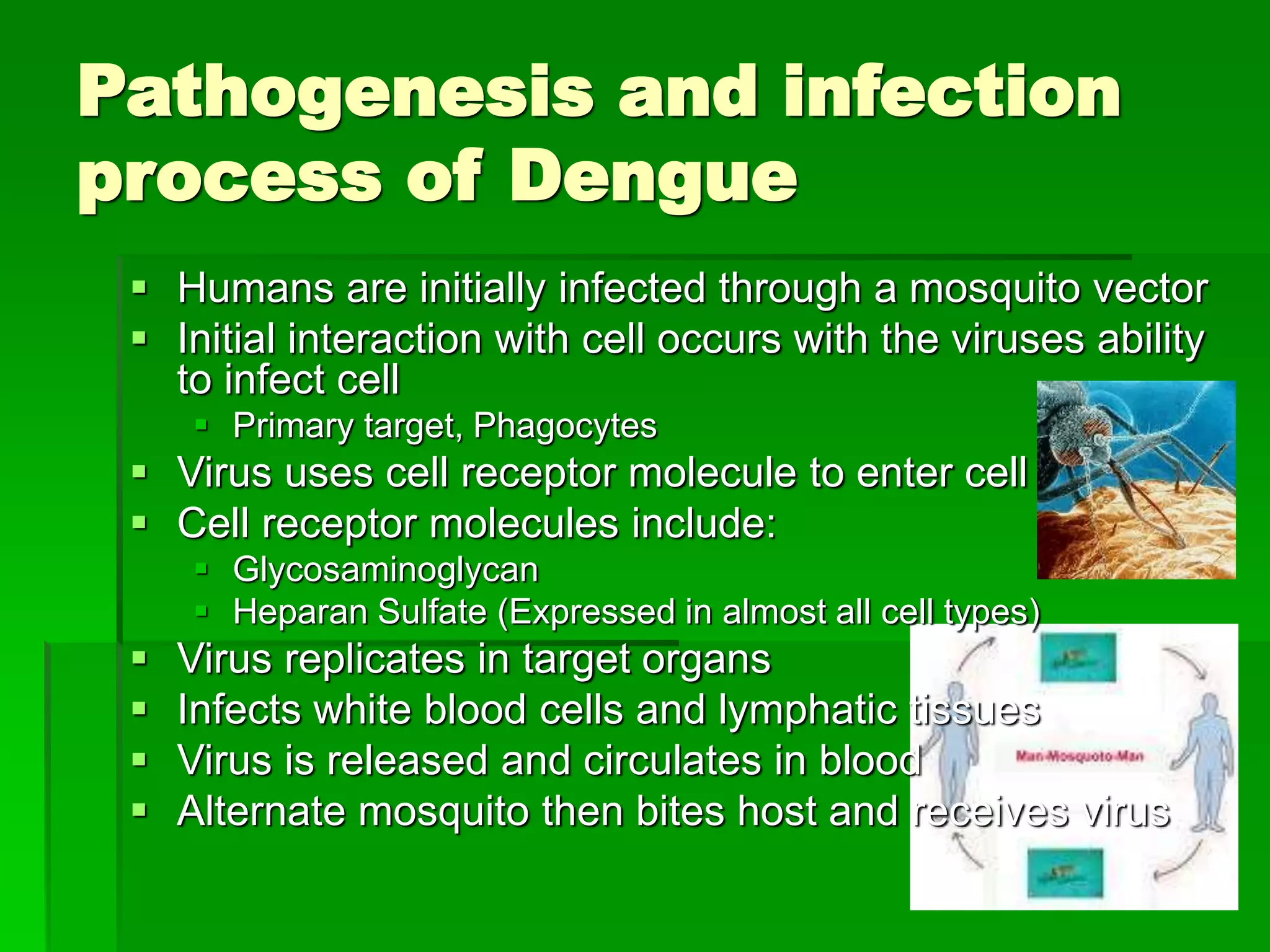 Dengue Virus.ppt