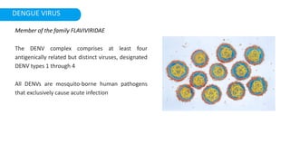 dengue virus.pptx | Infectious Diseases | Diseases and Conditions