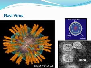 Dengue virus – a flavivirus | PPTX