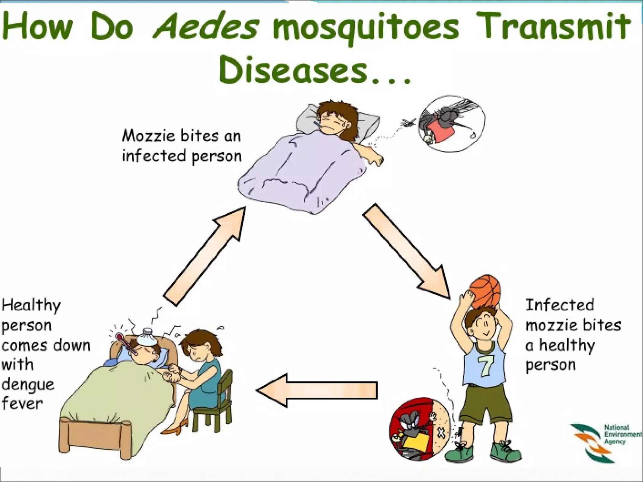 Dengue virus | PPT