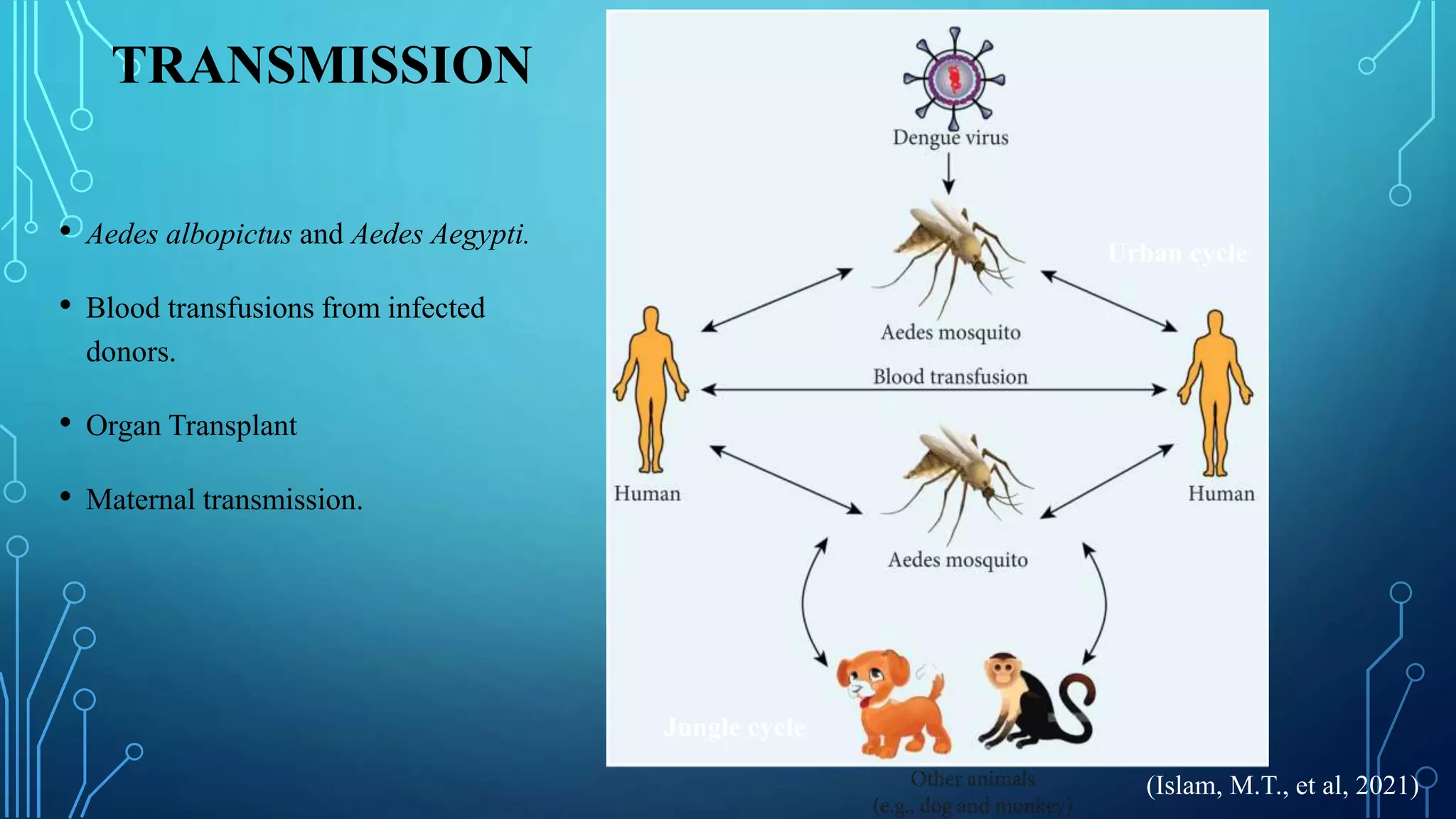 Dengue Virus: Genomic Insights, Pathogenic Mechanisms, and Therapeutic ...